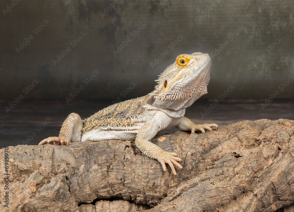 Bartagame Stock-Foto | Adobe Stock