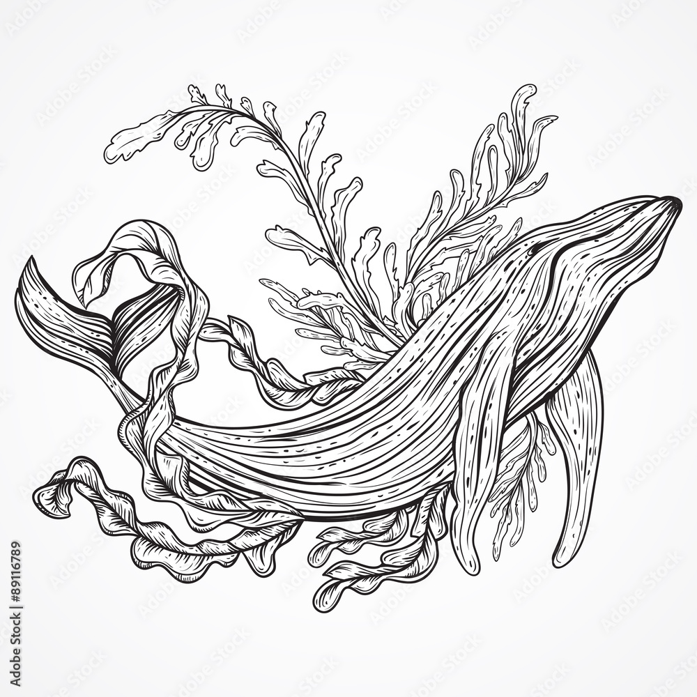 Collection of whale, marine plants, leaves and seaweed. Vintage set of ...