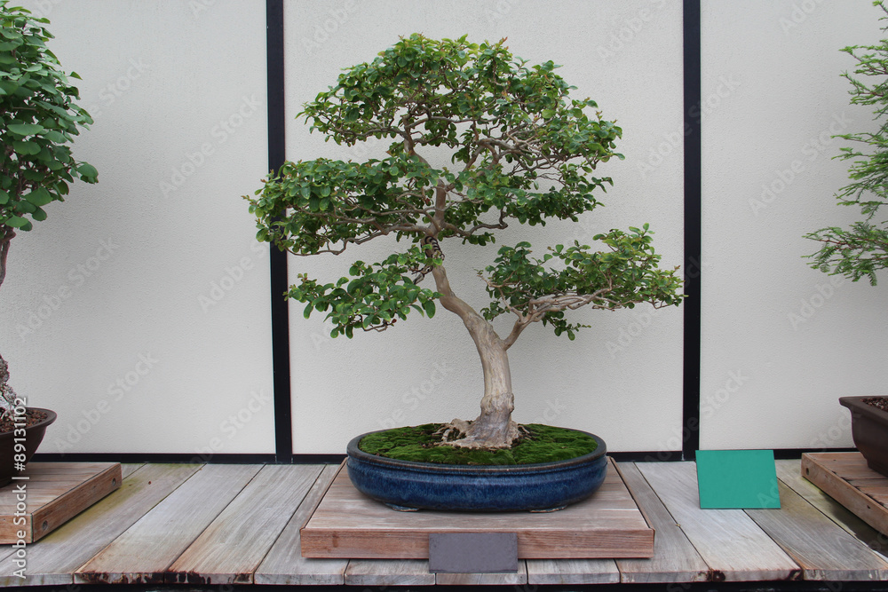 Bonsai Tree- Crape Myrtle- Lagerstroemia Indica Stock Photo | Adobe Stock