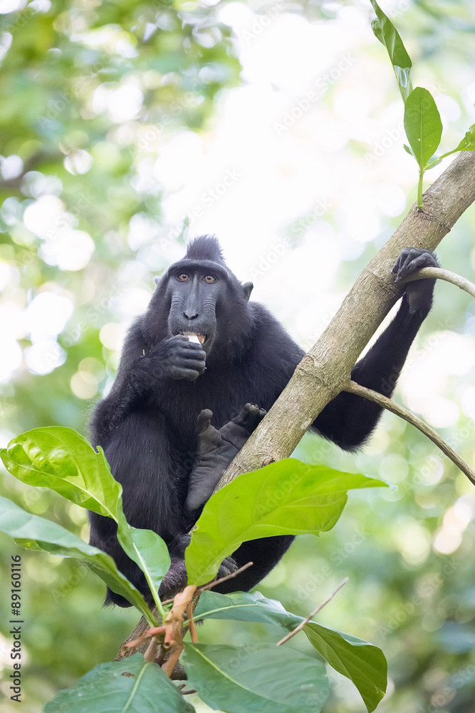 Crested black macacue, Macaca nigra, on the tree, Tangkoko National ...