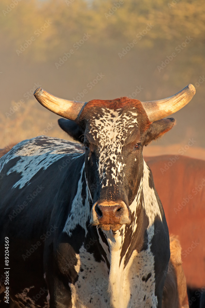 Sanga bull - indigenous cattle breed of northern Namibia, southern ...