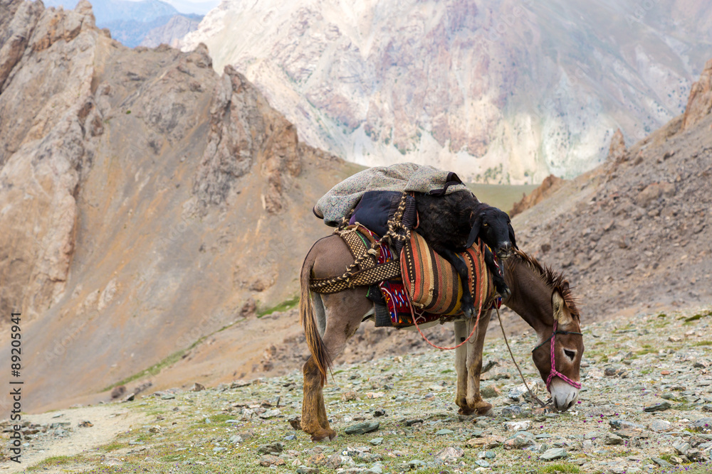 Cargo donkey in mountain area. Pack animal carrying sheep decorated ...