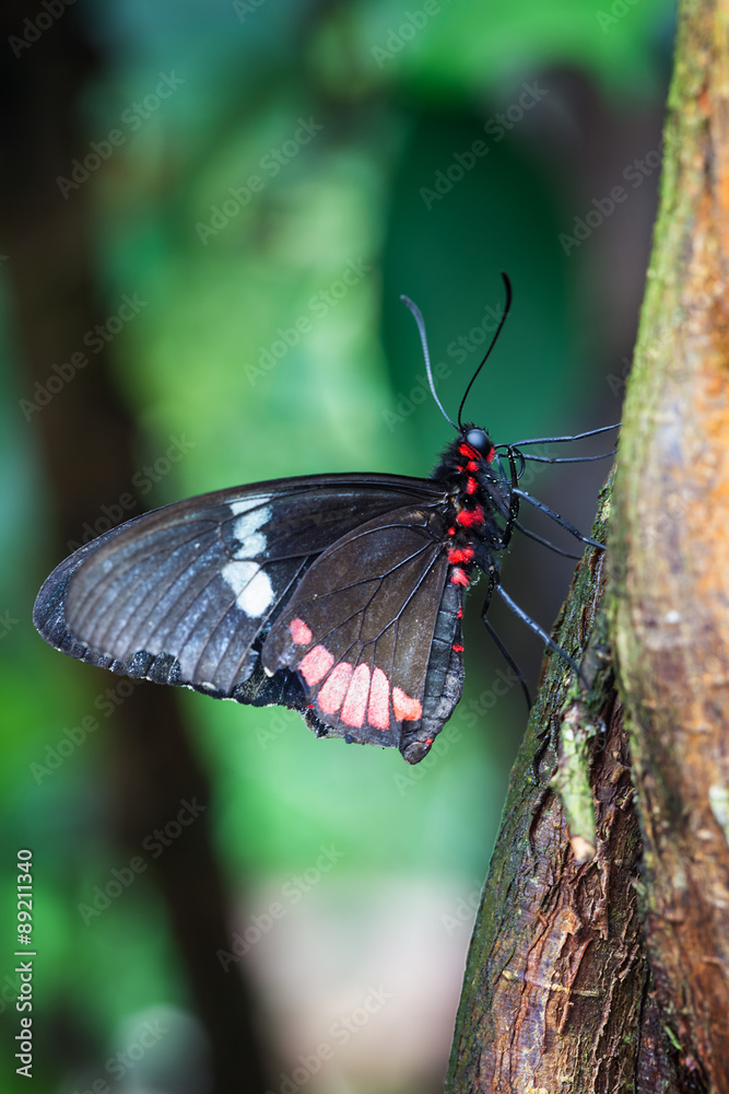 Emerging Butterfly