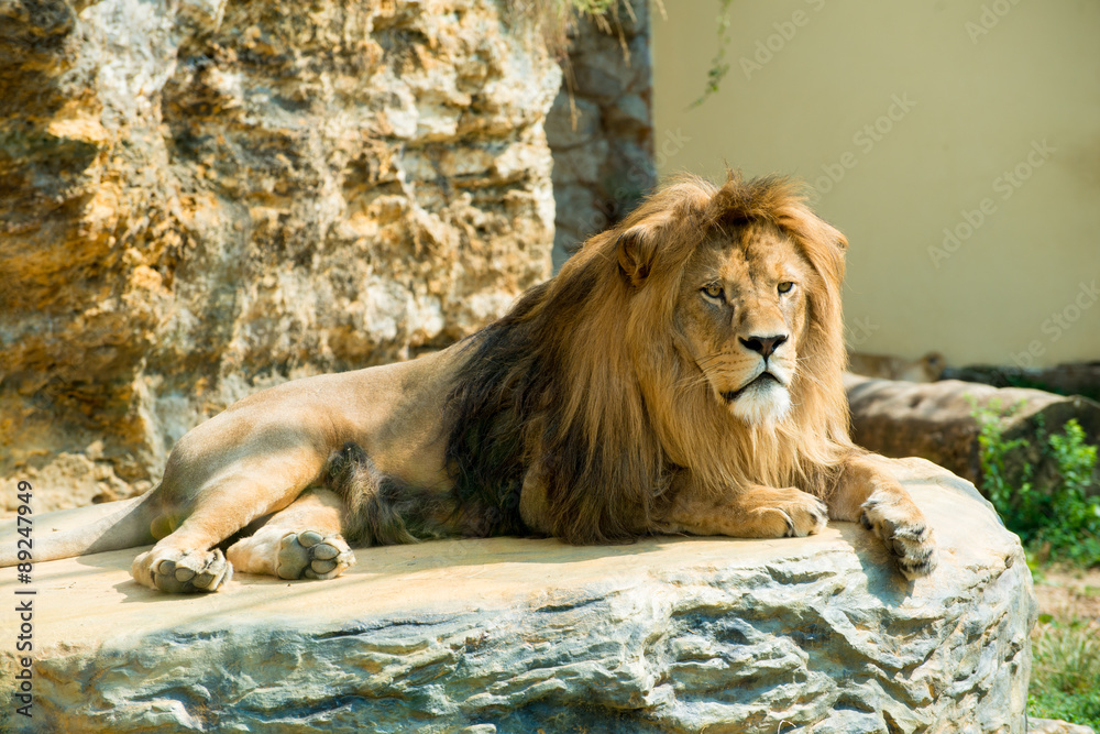 Barbary lion (Panthera leo leo), also known as the Atlas lion. Wildlife ...