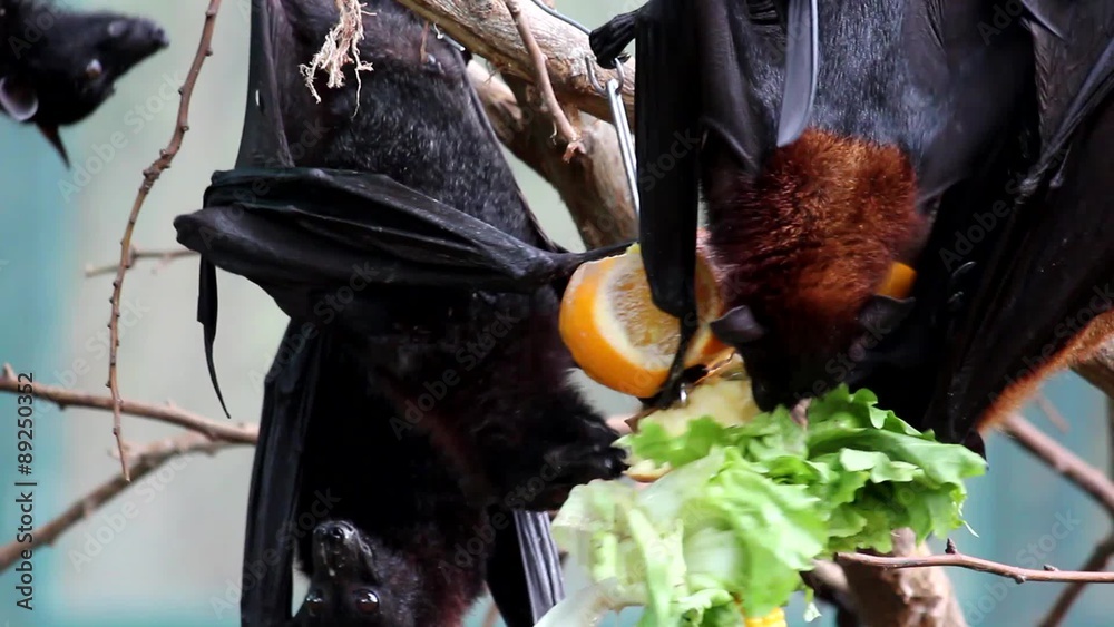 Primer plano de un zorro volador (Pteropus lylei), murciélago que come ...