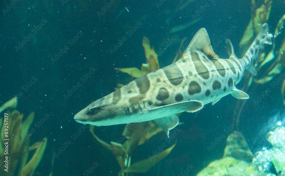 Zebra shark, Stegostoma fasciatum, also called the leopard shark, is a ...