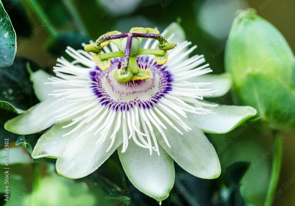 Passionsblume: Passiflora Subpeltata Stock-Foto | Adobe Stock