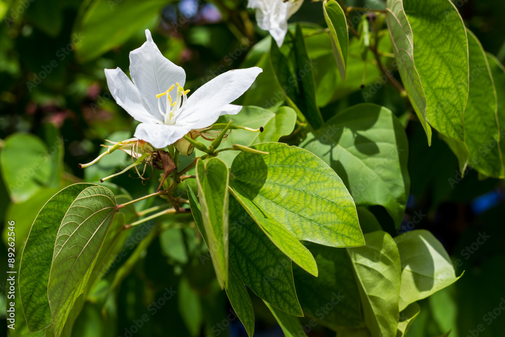 Bauhinia Tree Acuminata