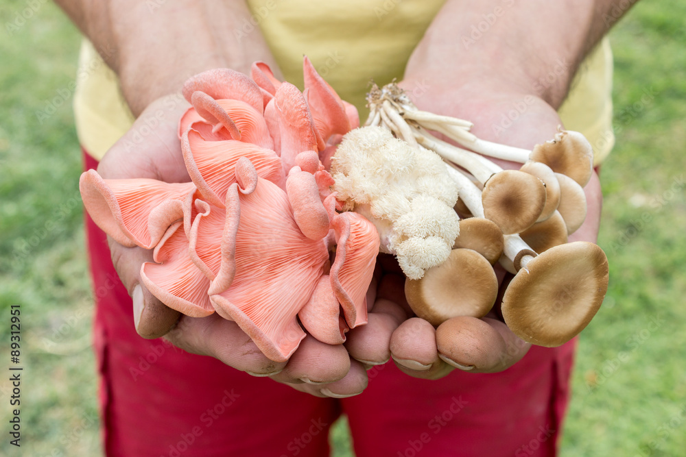 edible mushrooms / big men's hands holding different mushrooms Stock ...