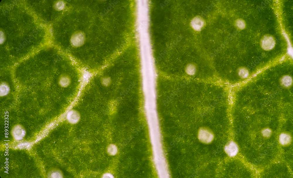 A microscopic view of the leaf surface showing plant cells. Stock Photo ...
