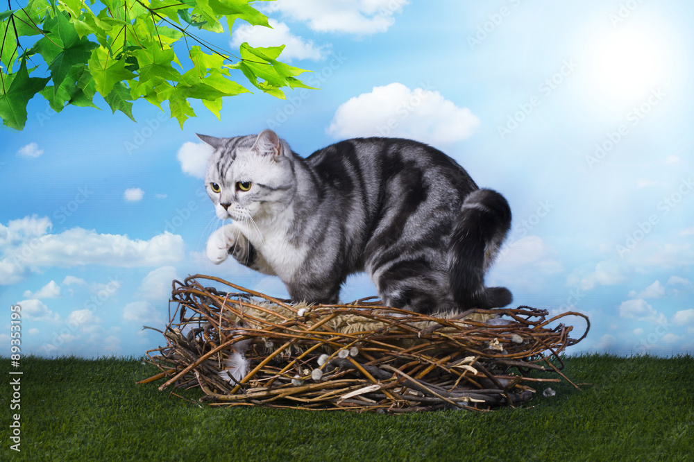 cat in a bird's nest on the green grass Stock Photo | Adobe Stock