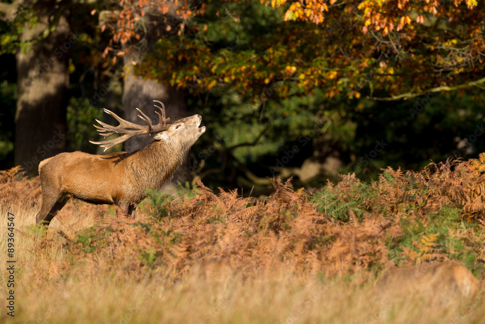 Red stag calling in the autumn Stock Photo | Adobe Stock
