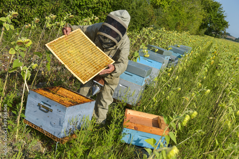 Bee Keeper Working with Bee Hives in a sunflower field. Stock Photo ...