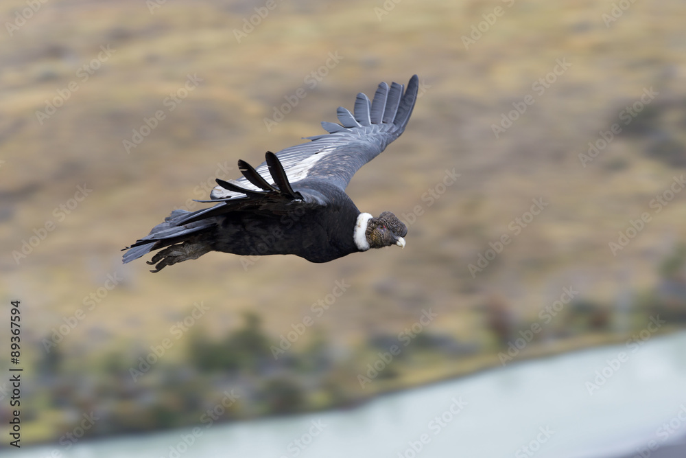 Andenkondor im Flug Stock-Foto | Adobe Stock