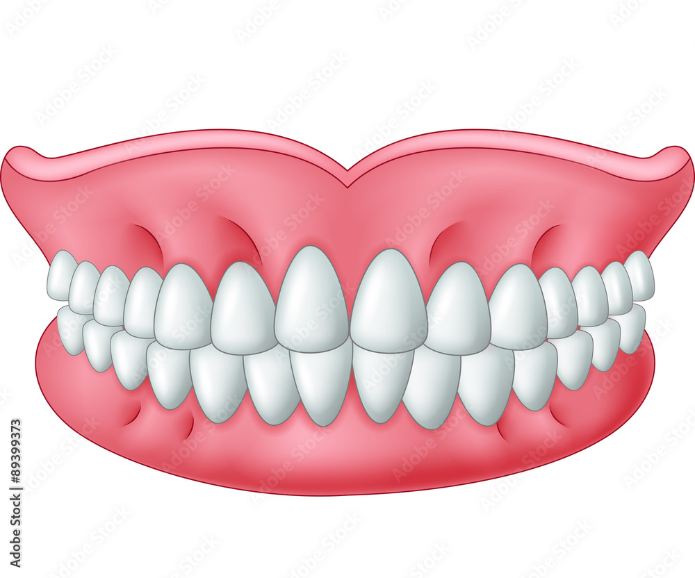 Cartoon model of teeth isolated on white background Stock Vector ...