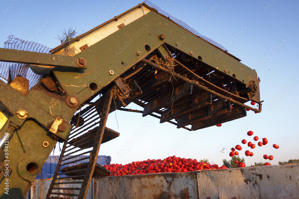 Cosechando tomate. Cosechadora y tractor con remolque recogiendo el ...