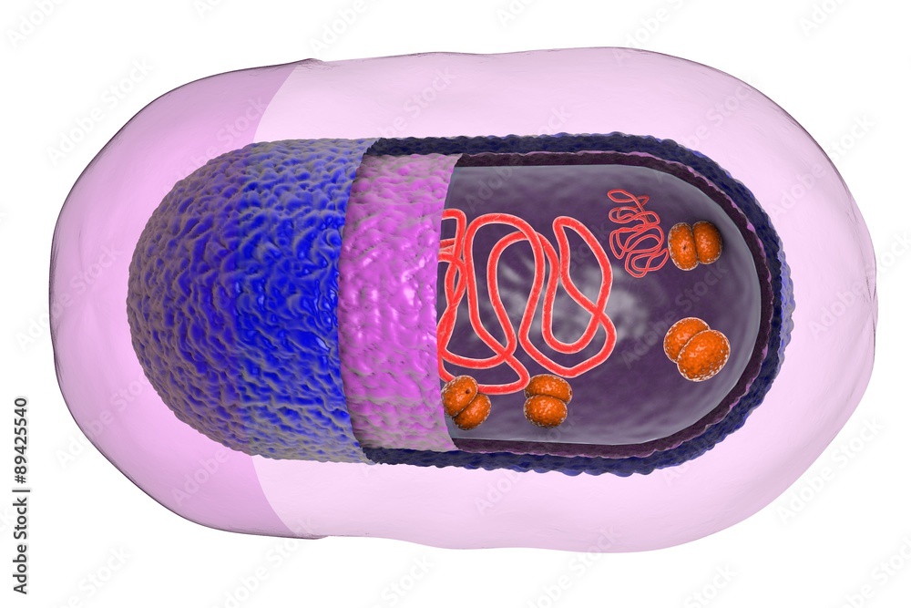 Poster Structure of bacterial cell – Wall Art | UkPosters