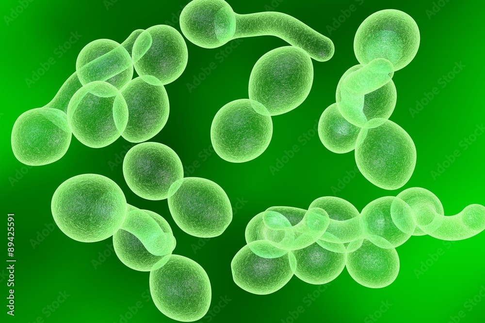 Digital illustration of fungi Candida albicans which cause candidiasis ...