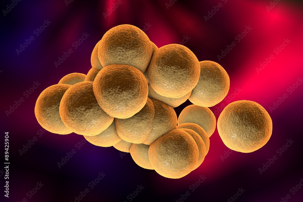 Staphylococcus aureus, pyogenic bacteria, purulent bacteria, realistic ...