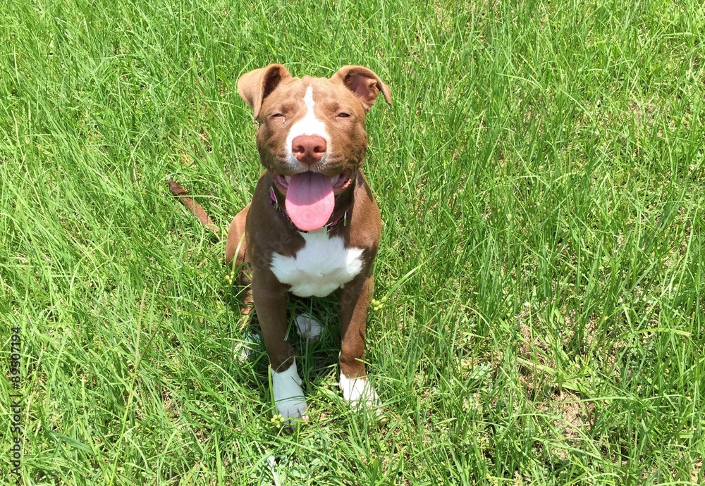 Happy Pit Bull Puppy Stock Photo | Adobe Stock