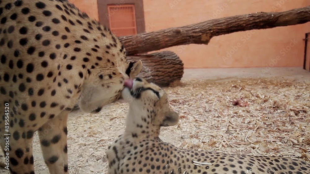 Two cheetah kiss. Cheetahs licking each other. Stock Video | Adobe Stock