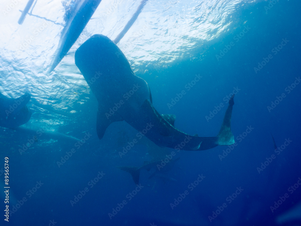 Whale shark (Rhincodon typus) is a slow-moving filter feeding shark and ...