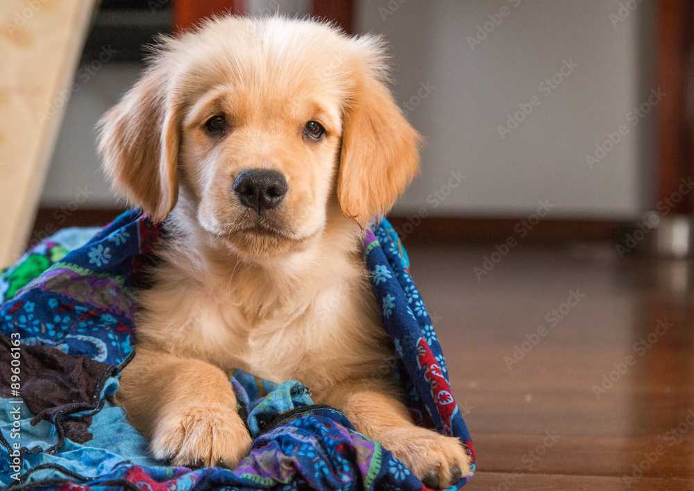 Cachorro Golden Retriever Golden Retriever: Saiba Tudo Sobre A Raça