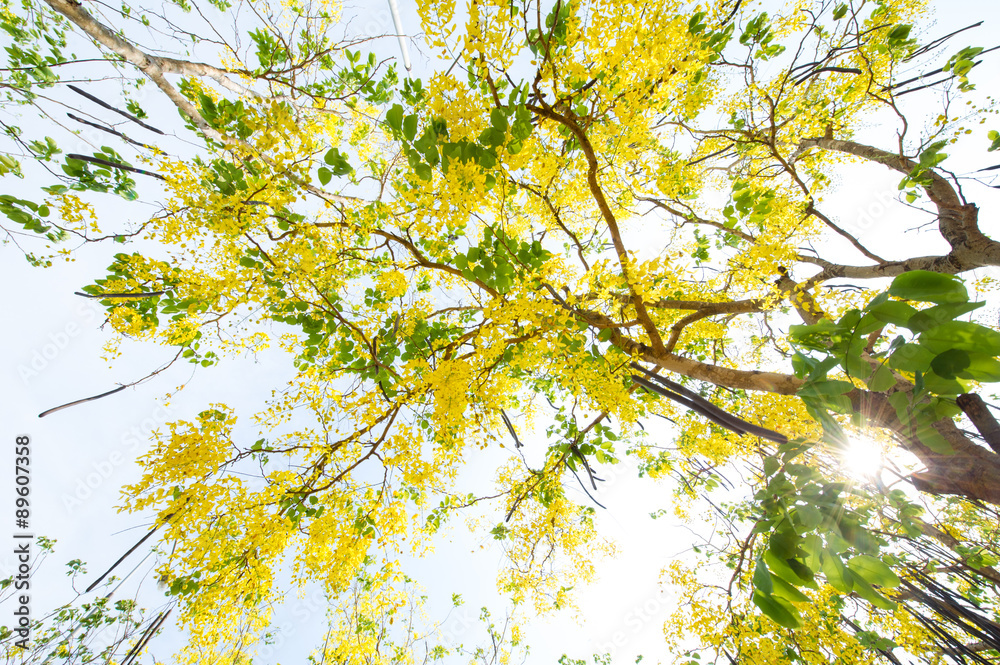 The blooms of Esala. The beautiful golden yellow flowers of the Stock ...