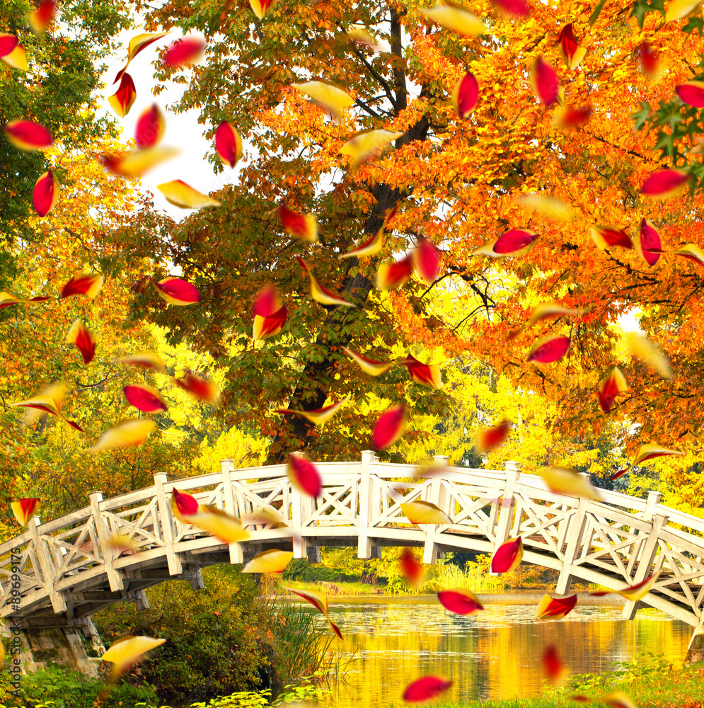 fallende Blätter im Herbst Stock Photo | Adobe Stock