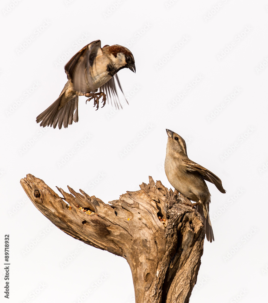 small garden birds playing Stock Photo | Adobe Stock