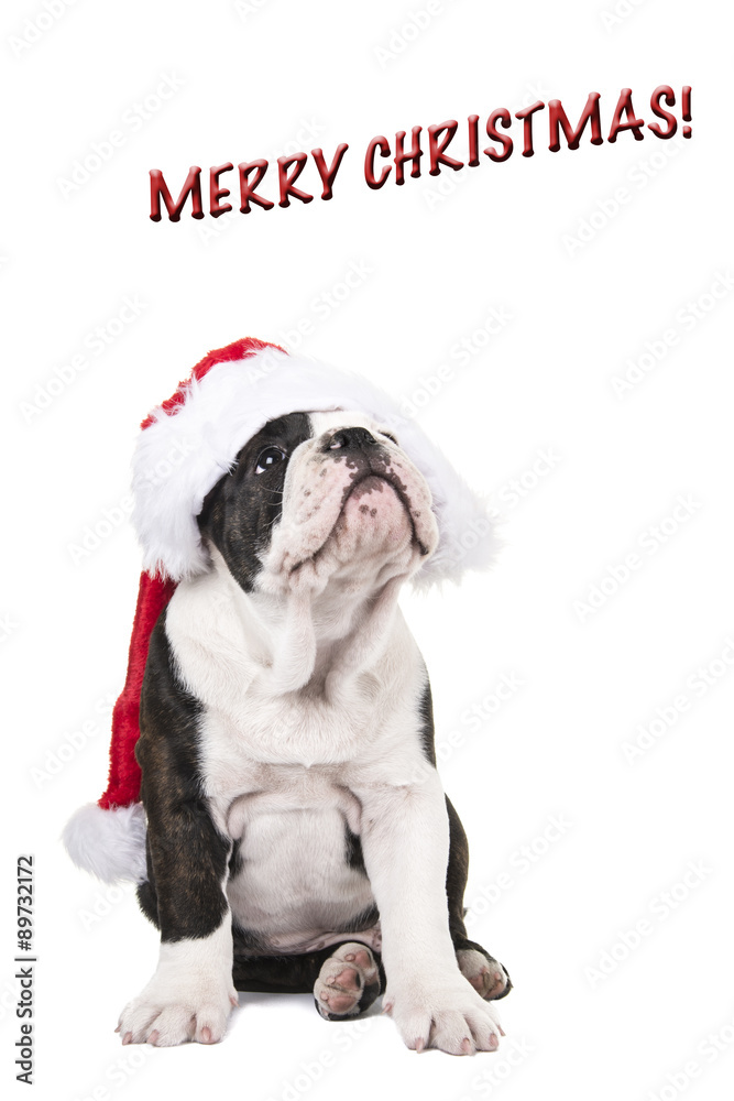 Merry Christmas Bulldog