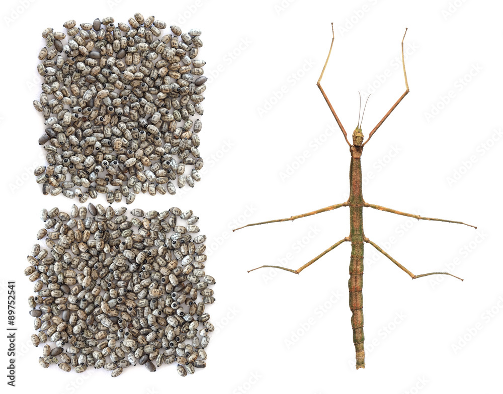 Walking Stick Eggs