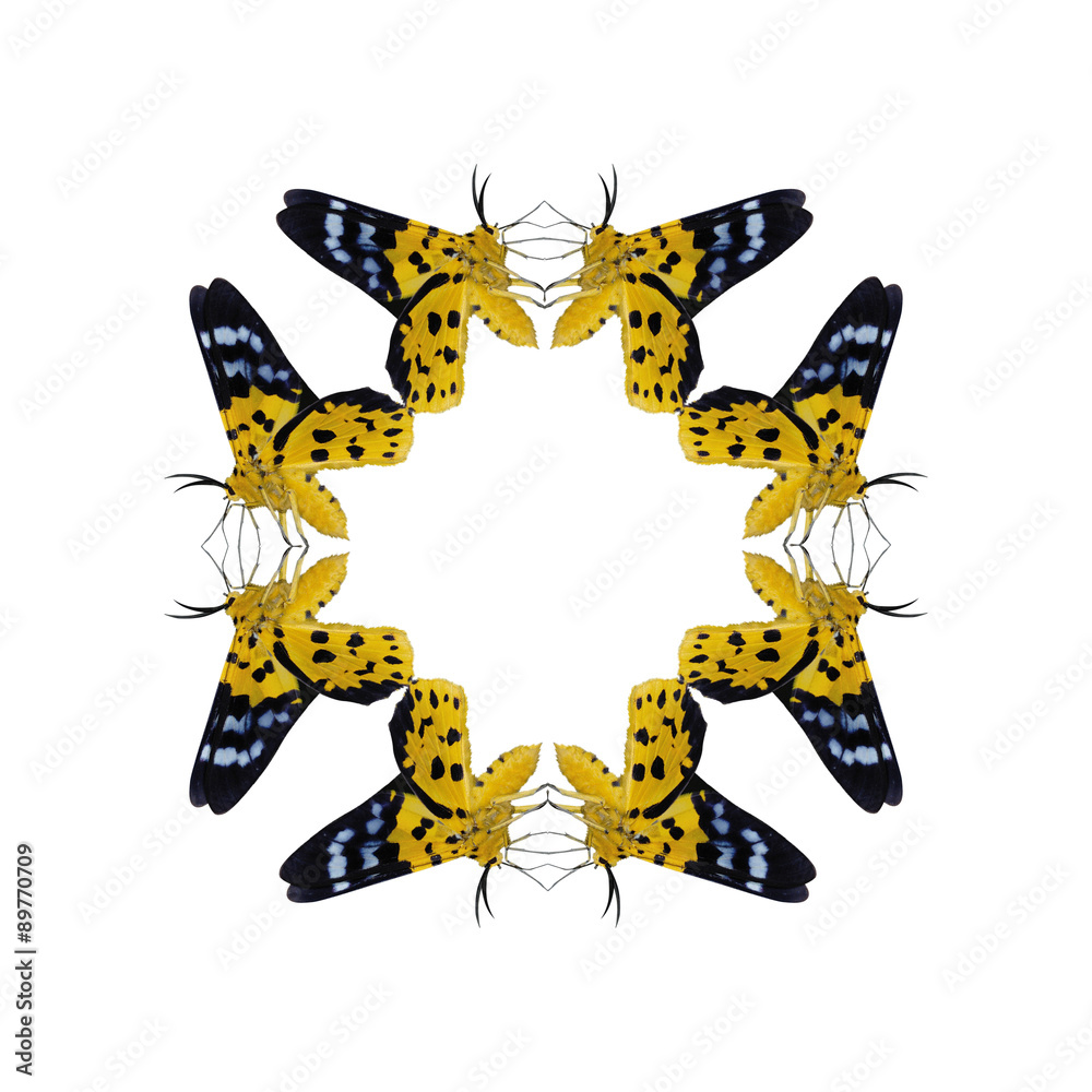 Geometric butterfly shape isolate on white background Stock Photo ...