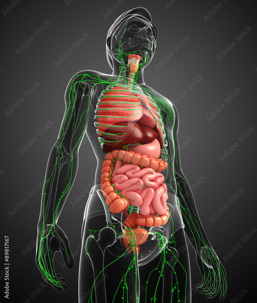 Lymphatic and digestive system of male body artwork Stock Illustration ...