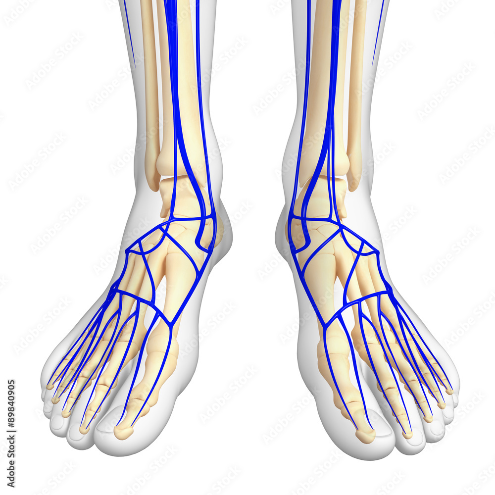 3d rendered illustration of leg anatomy Stock Illustration | Adobe Stock
