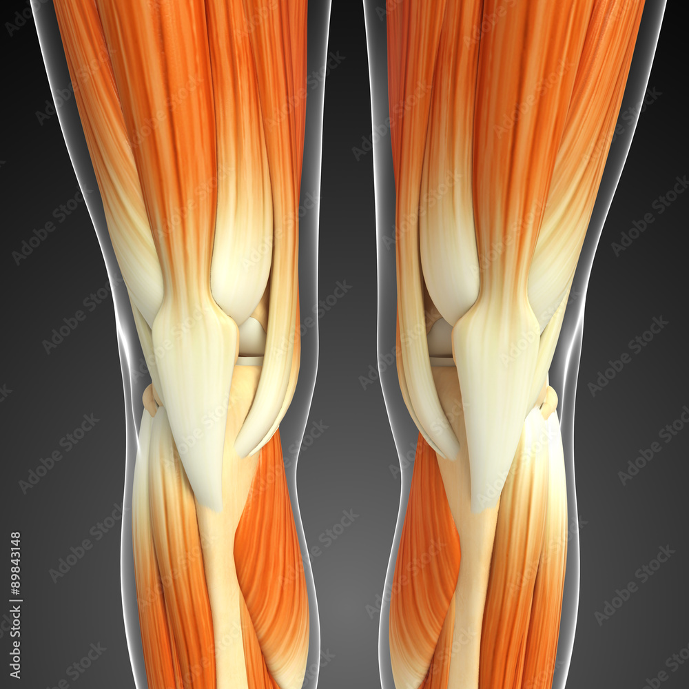 3d rendered illustration of leg muscles anatomy Stock Illustration ...
