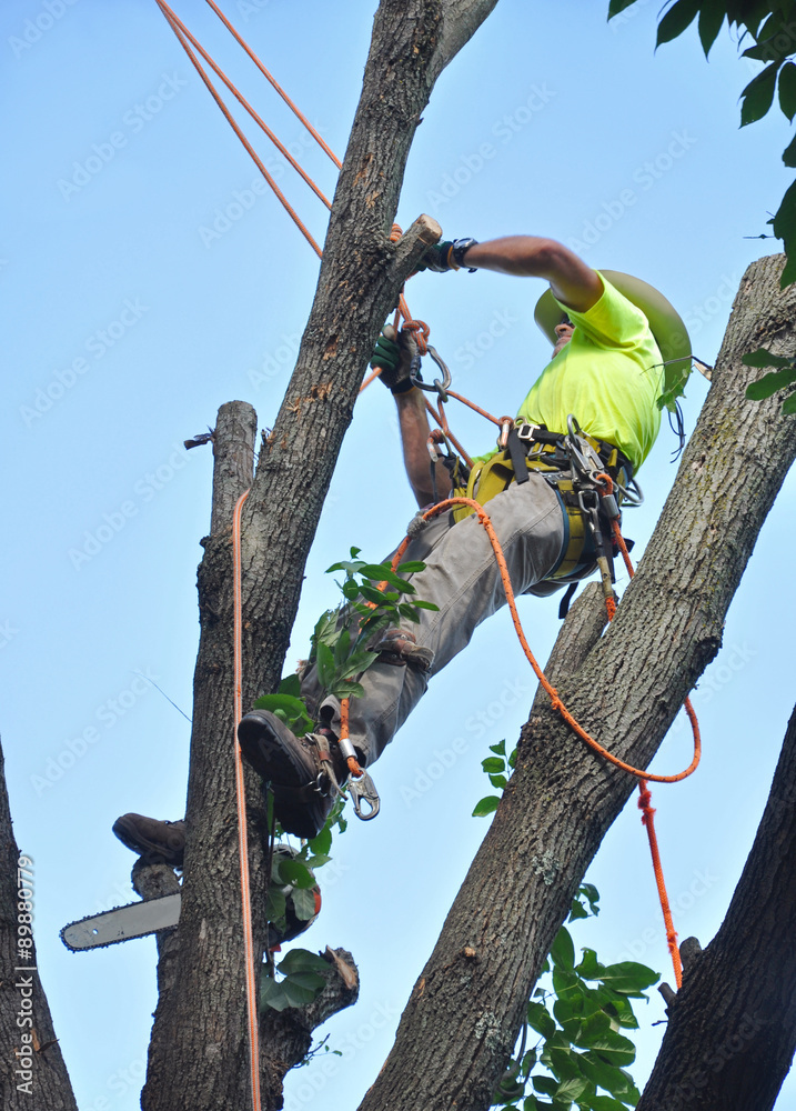 Tree trimmer cutting down an Ash tree infested with the Emerald ash ...