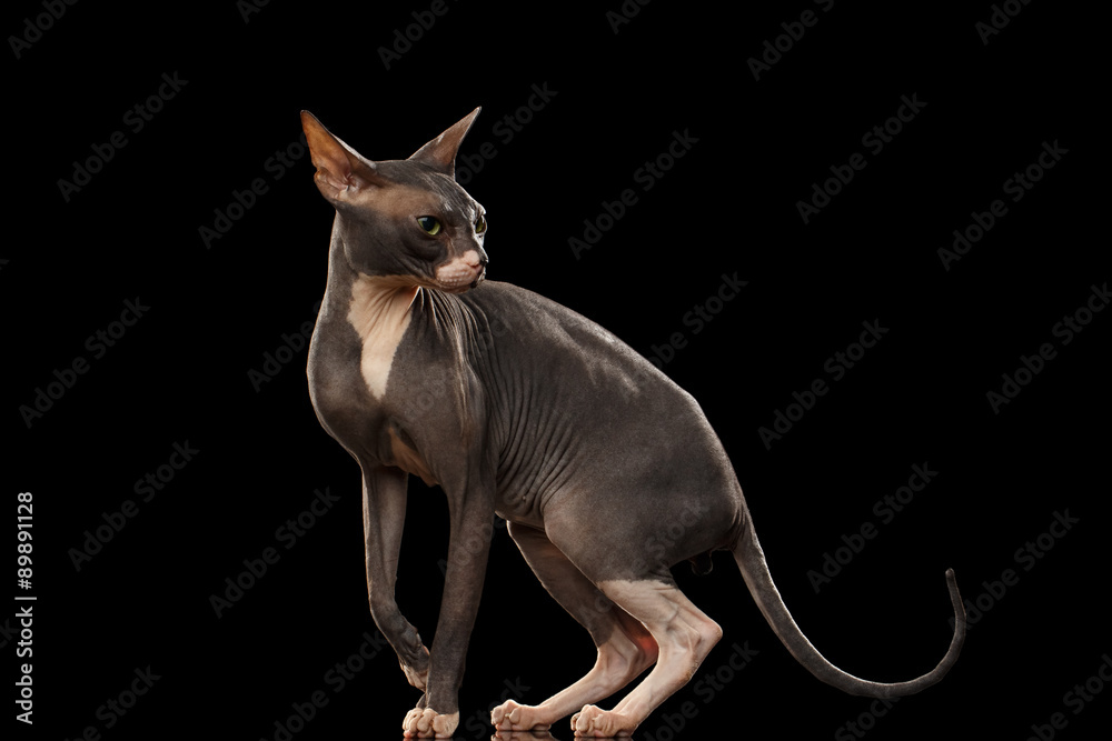 Poster Sphynx Cat Funny Standing and Looking Back Isolated on Black ...