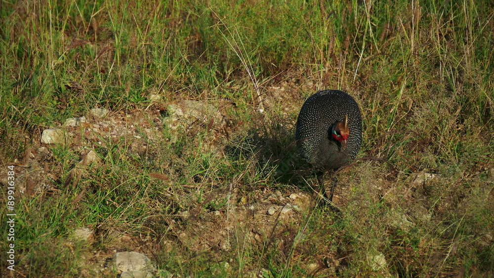 Guineafowl eating food from ground in savanna. Africa. Kenya. Masai ...