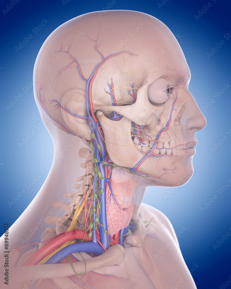 medically accurate illustration of the neck anatomy Stock Illustration ...