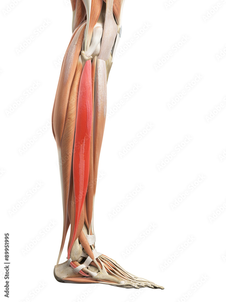 medically accurate illustration of the peroneus longus Stock ...