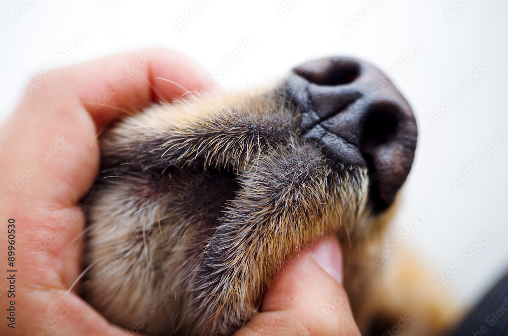 Is It Ok To Hold A Dogs Mouth Shut
