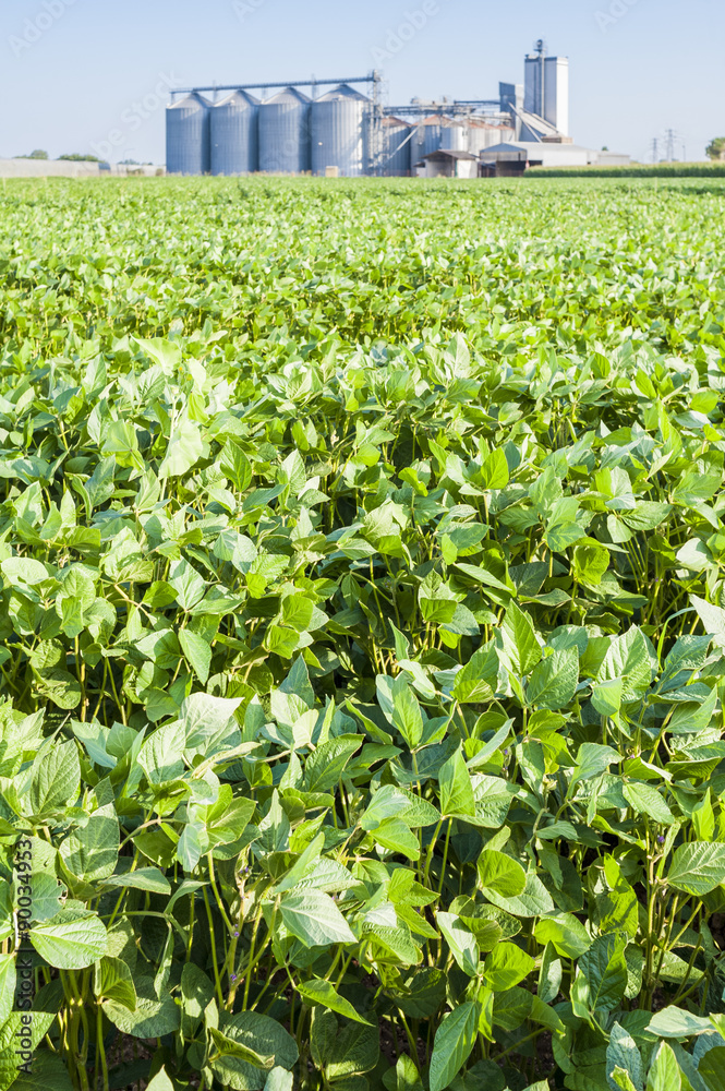 Soybean field Stock Photo | Adobe Stock