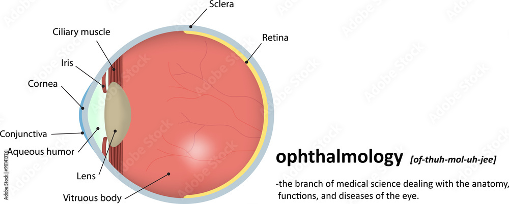 Ophthalmology Stock Illustration | Adobe Stock