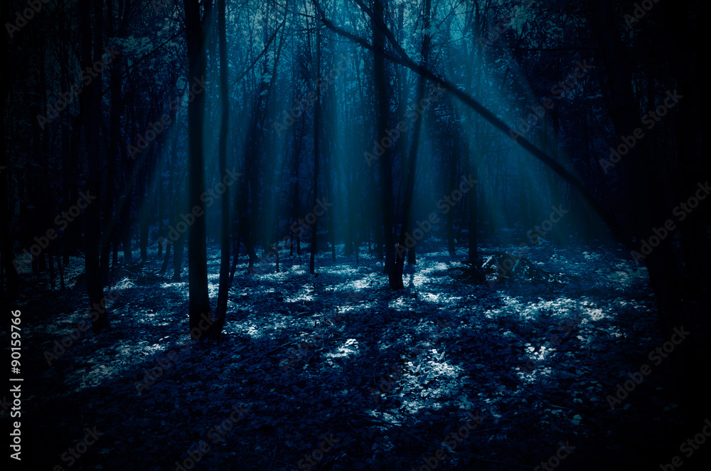Night forest Stock Photo | Adobe Stock