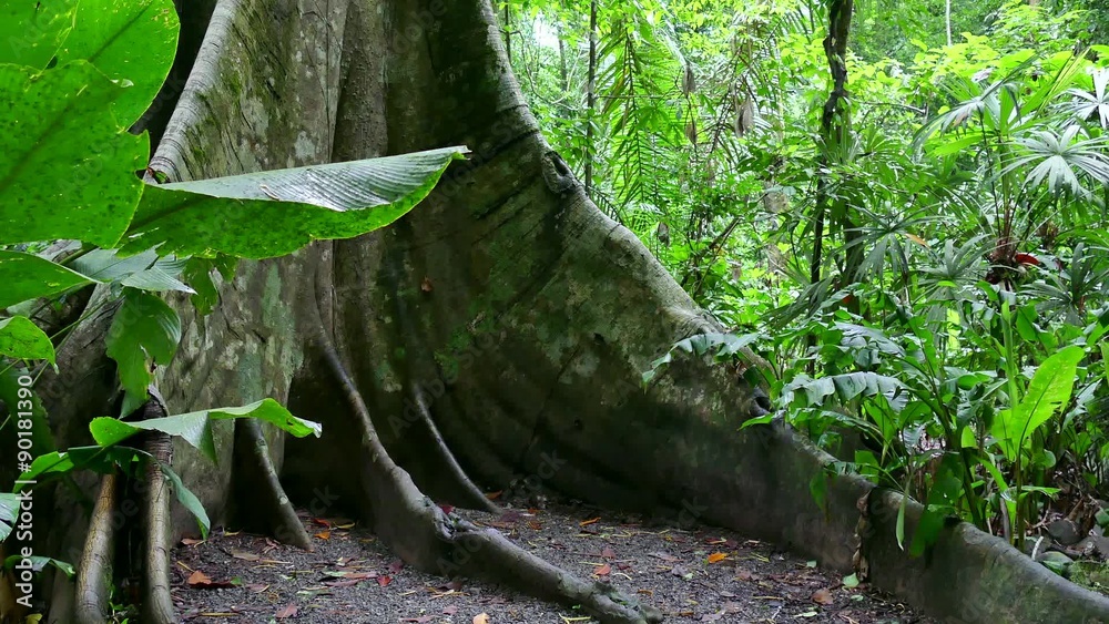 Buttress roots (stilt roots or prop roots) of gigantic tree in Carara ...