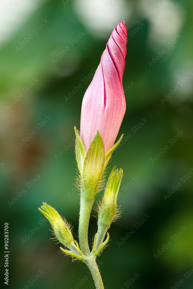 Flor cerrada de Ipomoea purpurea. Dondiego de día, Campanilla morada ...