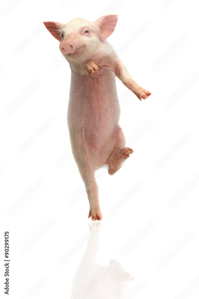 pig Stock Photo | Adobe Stock