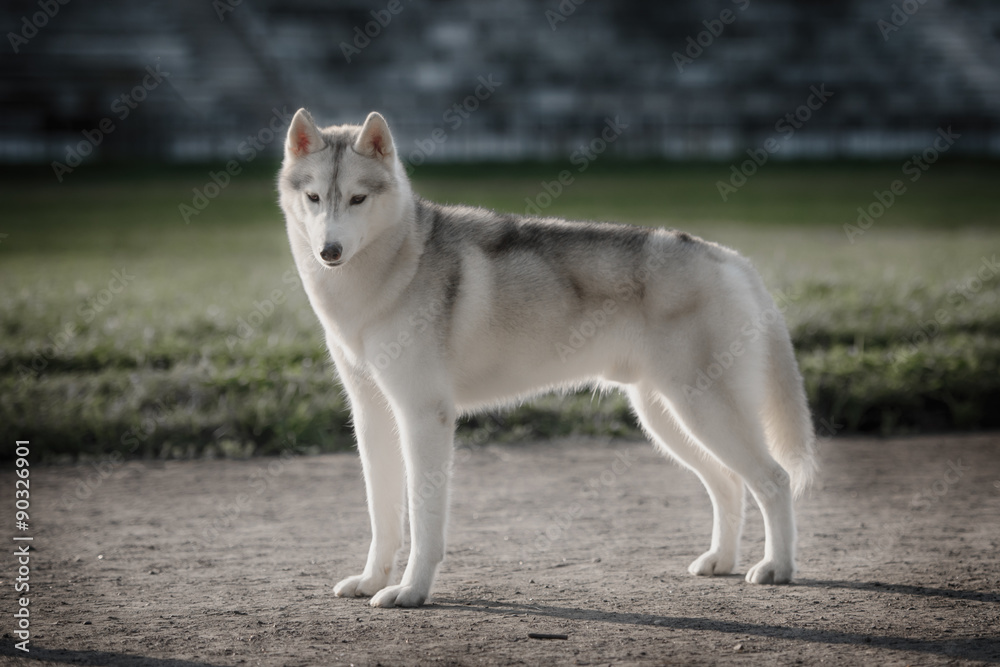 White Husky Wolf Hybrid