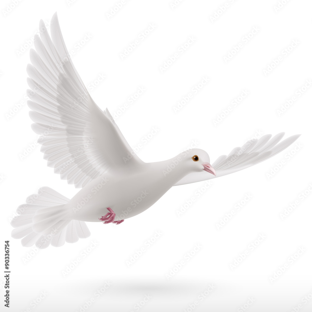 White dove Stock Vector | Adobe Stock